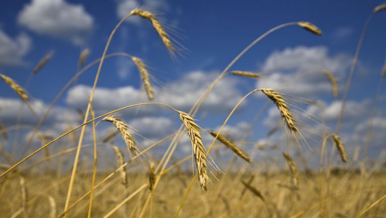 About Hungary - Hungarian Agriculture Performed Well Despite Difficult ...